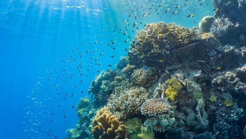 Cairns: Reef Zoom Half Day Helicopter & Snorkeling Tour - Authentic Traveler Insights