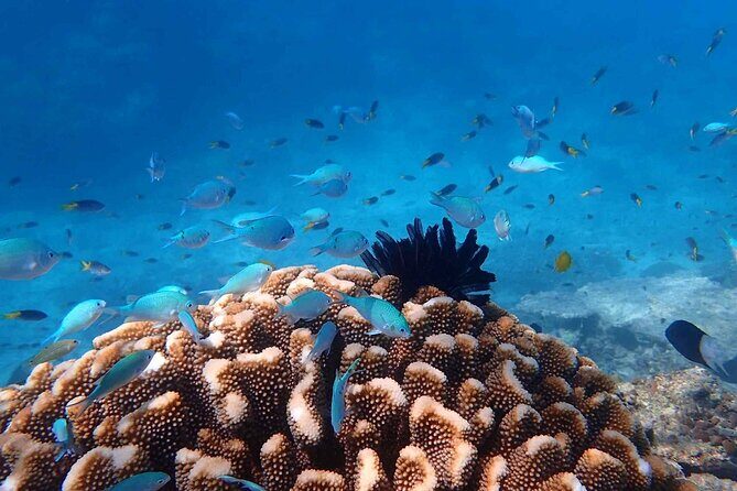 Cairns: Semi-Private | Outer Reef Snorkel & Dunk Island - What Travelers Say: Authentic Experiences & High Praise