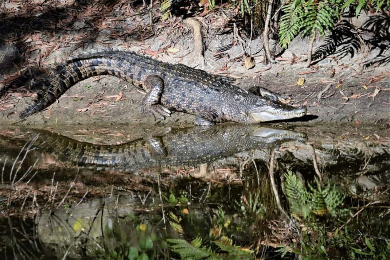 Cairns Shore Excursion: Crocodile & Wildlife Park Tour - The Value of This Tour