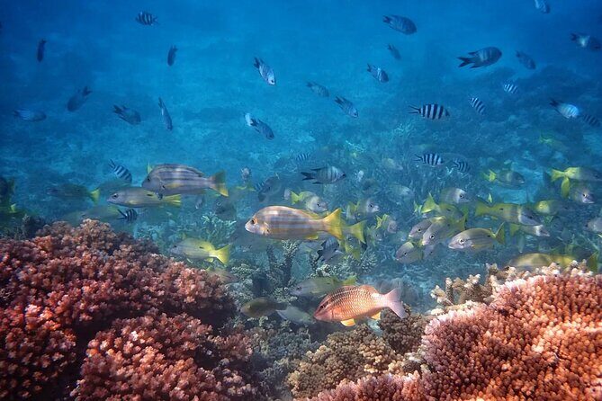 Cairns: Small Group | Outer Reef Snorkel & Dunk Island - An In-Depth Look at the Tour Experience