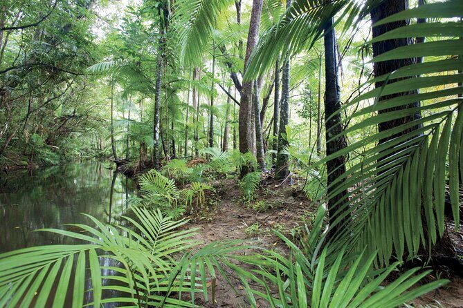 Cairns to Silky Oaks ONE WAY Private Transfer 6 pax - Final Thoughts