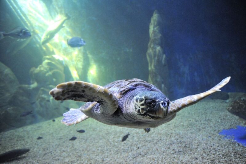 Cala Gonone: Cala Gonone Aquarium Entry Ticket - Key Points