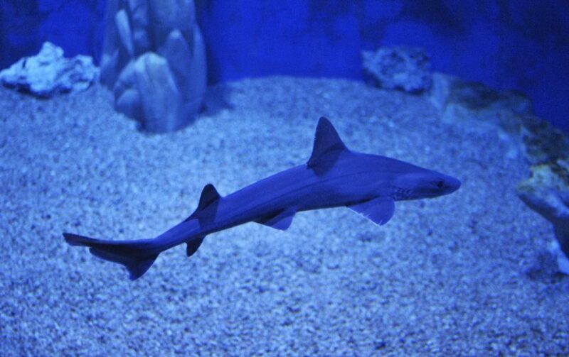 Cala Gonone: Cala Gonone Aquarium Entry Ticket - Introduction: What to Expect at Cala Gonone Aquarium