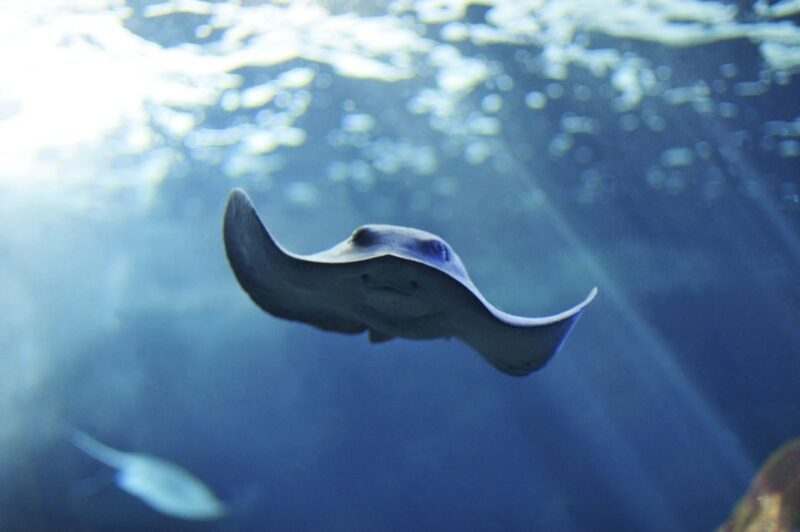 Cala Gonone: Cala Gonone Aquarium Entry Ticket - What’s of Value? Analyzing the Experience