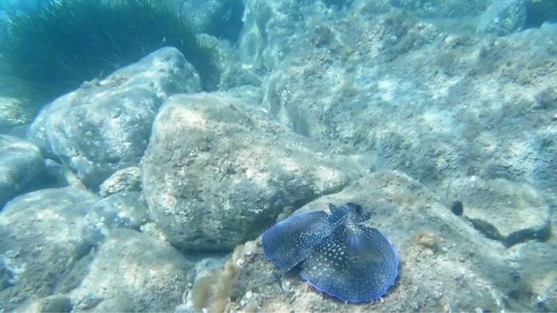 Cala Gonone: Snorkeling in the Orosei Gulf - Discovering Cala Gonone’s Underwater Charm