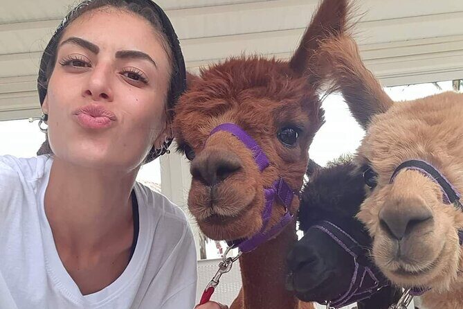 Calabrian Alpacas Sunset Beach Experiences Pizzo VV AlpacSelfies - Calabrian Alpacas Sunset Beach Experiences Pizzo VV AlpacSelfies: An Authentic Alpaca Adventure by the Sea