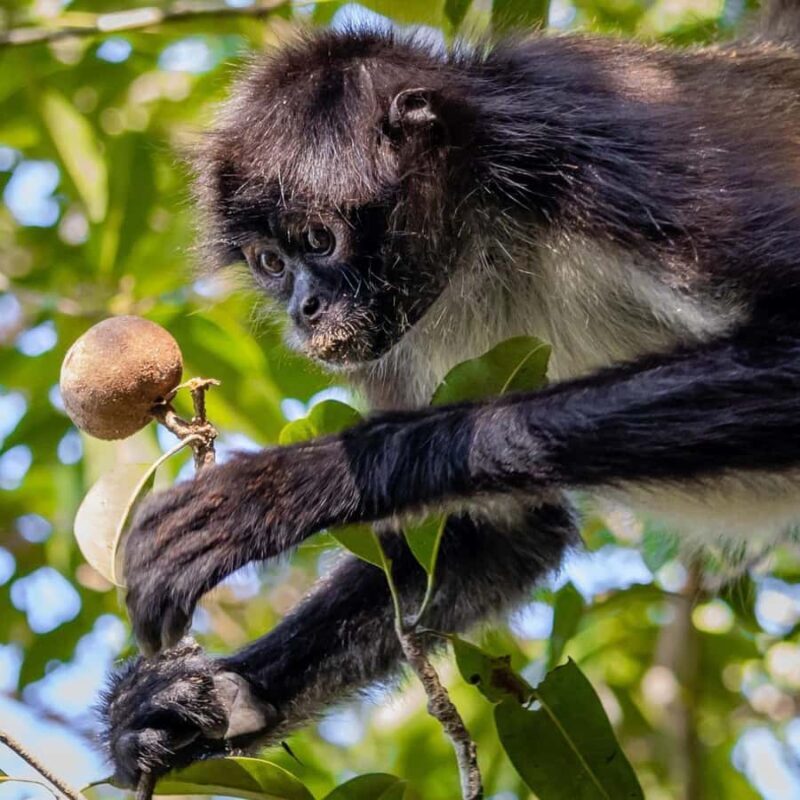Calakmul Tour: Among Animals and Mayan History - Exploring Calakmul: An In-Depth Look
