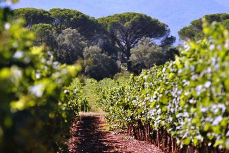 Calanques of Cassis, Aix-en-Provence & Wine Tasting Day Tour - Who Should Consider This Tour?