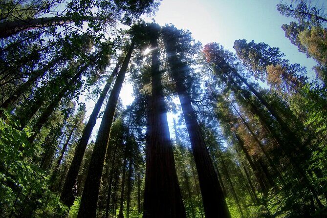 Calaveras Big Trees State Park Day Tour - The Bottom Line: Is This Tour Right for You?