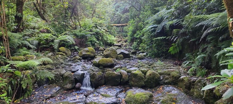 Caldeirão Verde: Queimadas PR9 Transfer and Self-Guided Hike - The Journey Into Madeira’s Laurissilva Forest