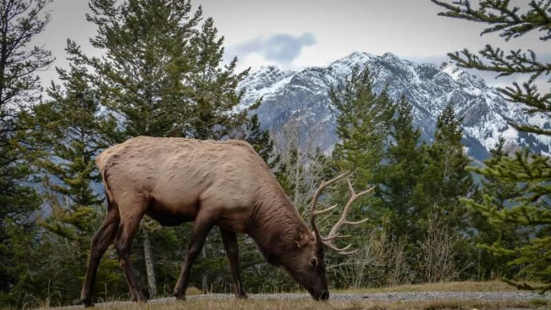 Calgary: Banff Gondola, Lake Louise, Minnewanka Premium Tour - FAQ