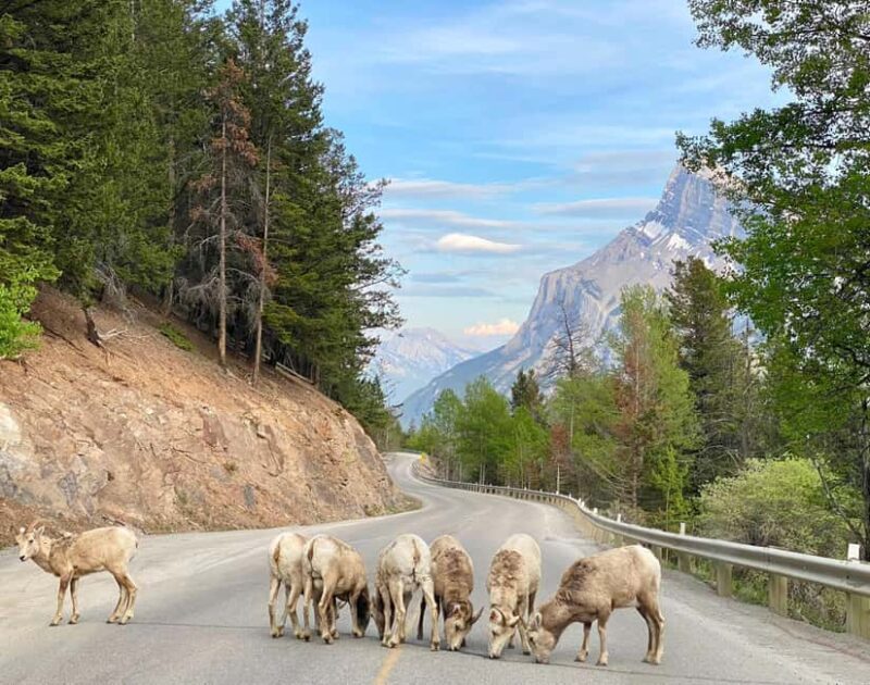 Calgary/Canmore: Banff National Park & Lake Louise Day Trip - Who Will Benefit Most?