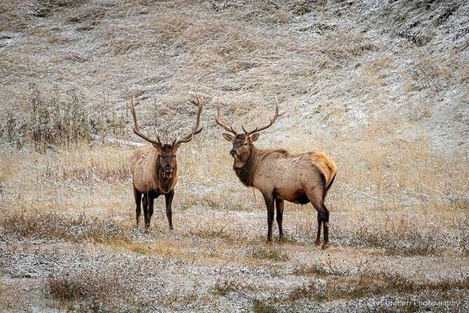 Calgary: Columbia Icefield Adventure, Skywalk and Peyto Lake Tour - An Overview of the Itinerary