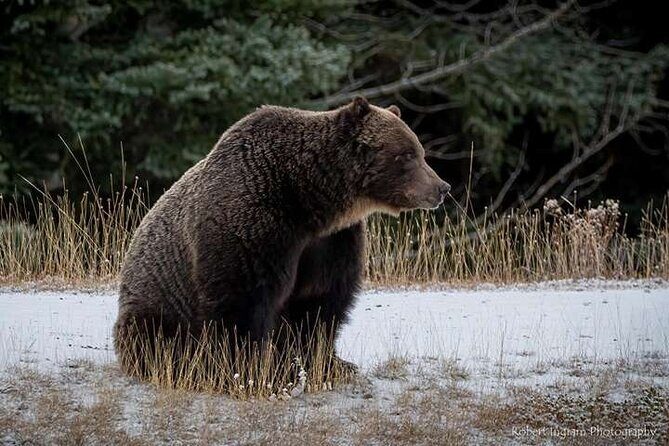 Calgary: Columbia Icefield Adventure, Skywalk and Peyto Lake Tour - The Sum Up