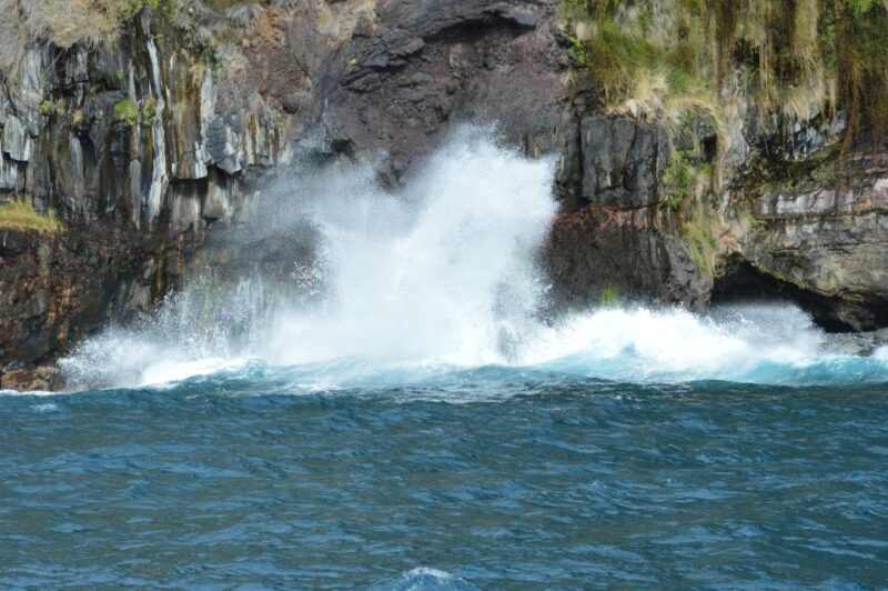 Calheta: Whale & dolphin watching small groups designer tour - A Deep Dive into the Experience