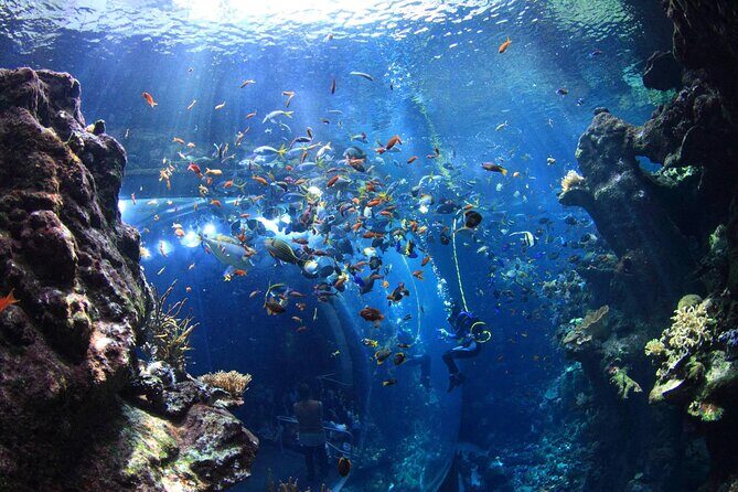 California Academy of Sciences Ticket in San Francisco - Authentic Experiences and Real Visitor Feedback