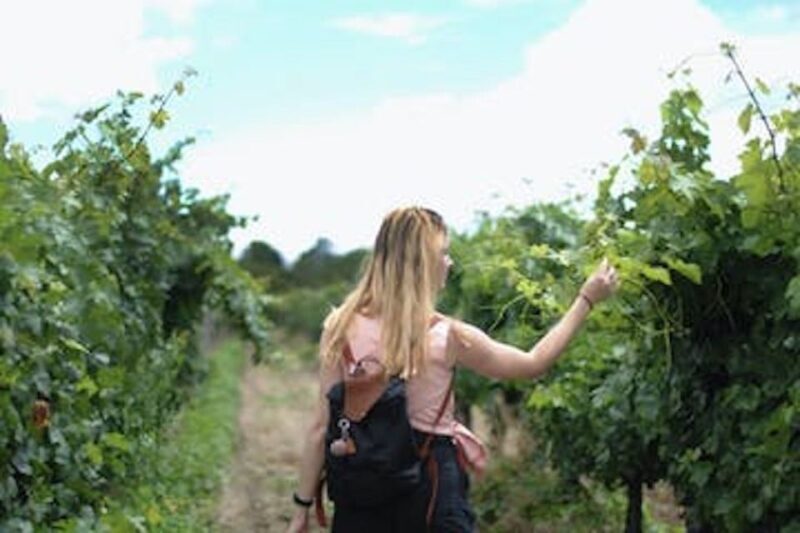 Calistoga: Napa Valley Cycling and Winery Tour with Picnic - Frequently Asked Questions