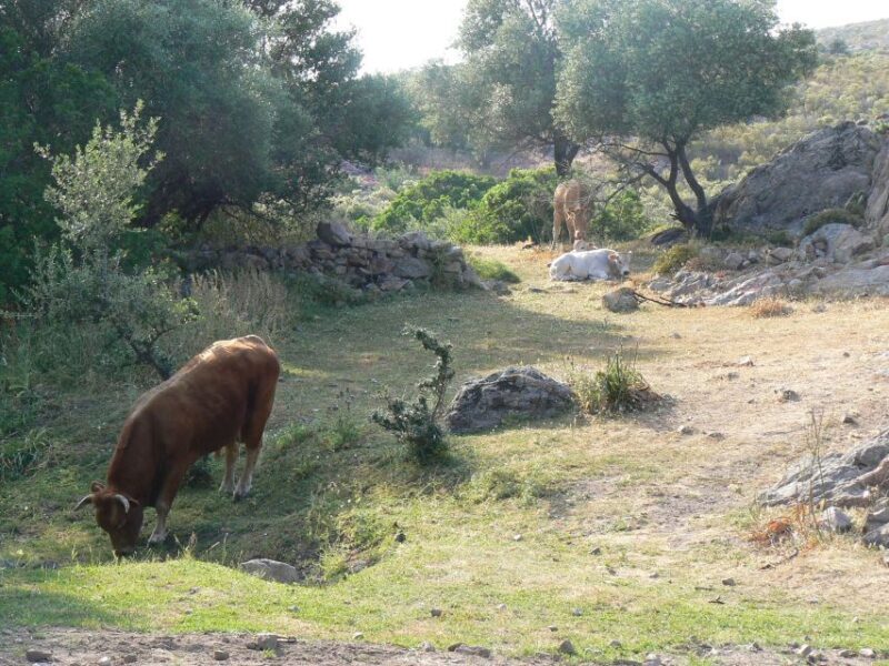 Calvi: Asco Valley 4x4 Day Tour with Guide - Key Points