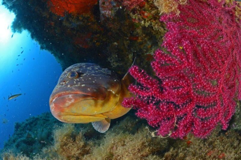 Calvi: Introduction to Diving Dive with an Instructor - Final Thoughts