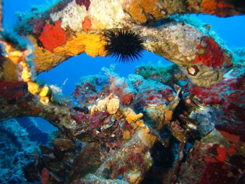 Calvi: PE40 Certificate Diving Lesson with Instructor - Key Points