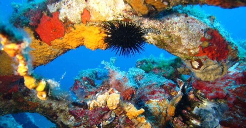 Calvi: PE40 Certificate Diving Lesson with Instructor - Why This Tour Offers Real Value
