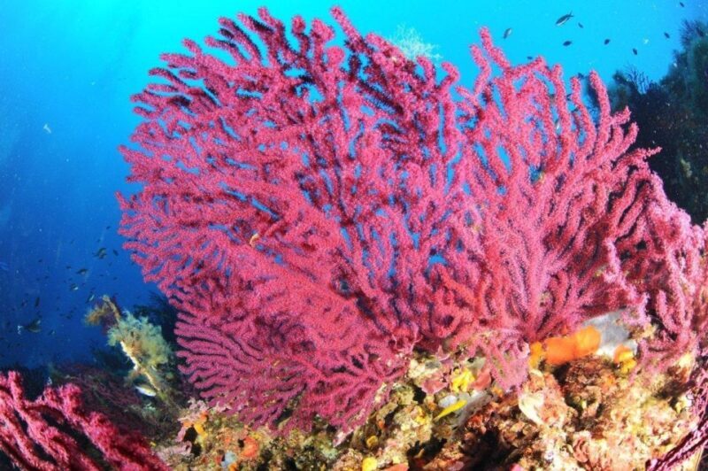 Calvi: Pointe de la Revellata Snorkeling Boat Tour - Key Points
