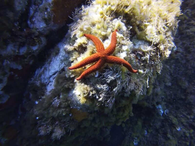 Calvi: Pointe de la Revellata Snorkeling Boat Tour - Exploring the Itinerary in Detail