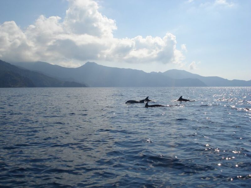 Calvi: Scandola and Piana Guided Boat Tour - What’s Included and Whats Not