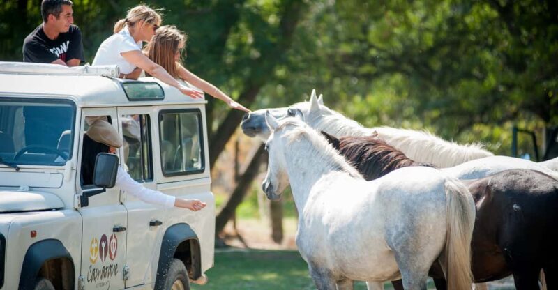 Camargue: Half-Day 4x4 Guided Safari Adventure - Key Points