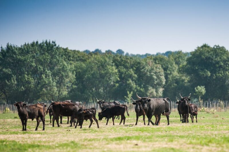 Camargue: Half-Day 4x4 Guided Safari Adventure - FAQ