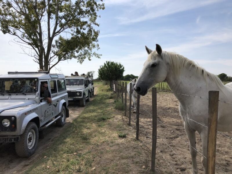 Camargue: Safari from Saintes-Maries-de-la-Mer - Key Points