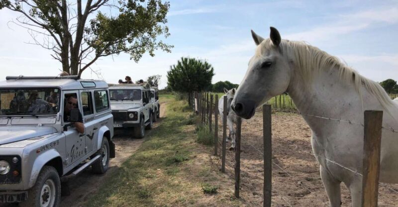 Camargue: Safari from Saintes-Maries-de-la-Mer - The Experience in Detail
