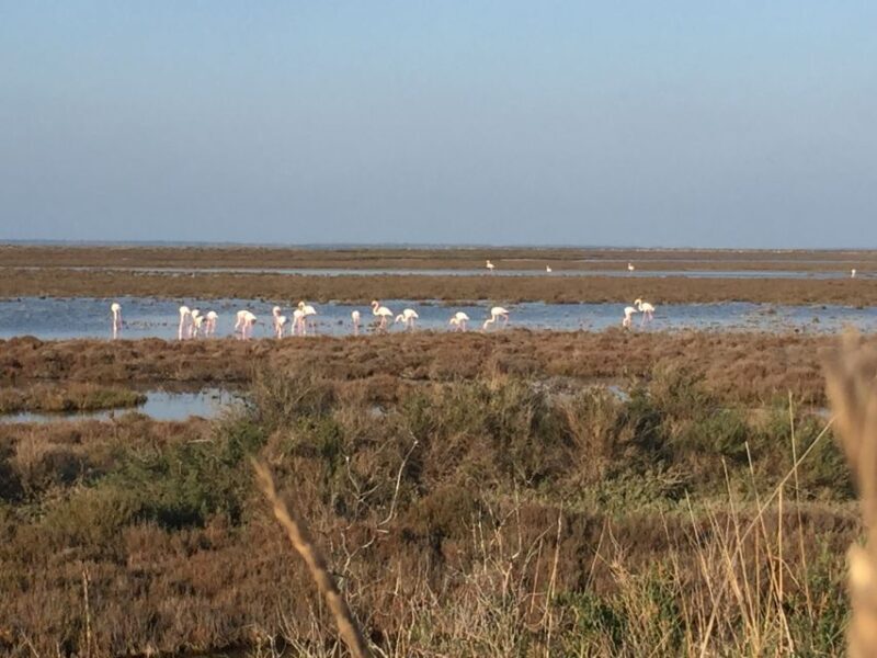 Camargue: Safari from Saintes-Maries-de-la-Mer - Who Is This Tour Best For?