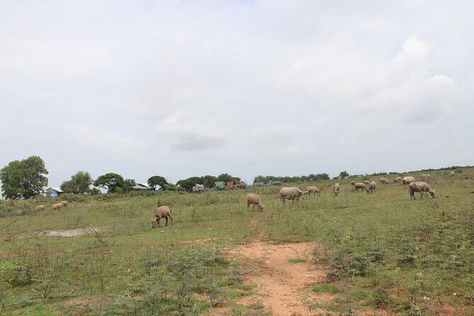 Cambodia Buggy Adventure Tours - Final Thoughts: Is It Worth It?