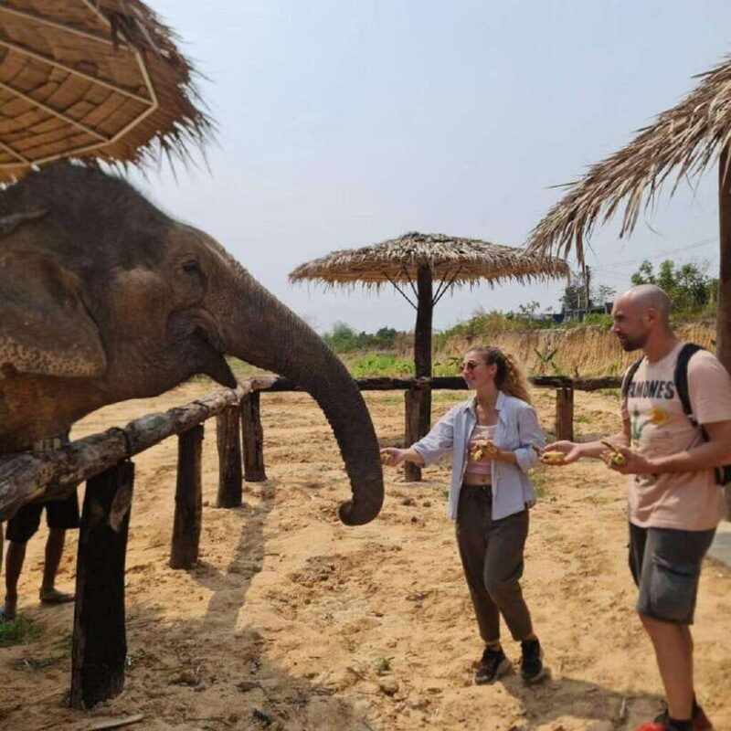 Cambodia Elephant Sanctuary and Banteay Srey Temple Tour - Authentic Experiences and Meaningful Encounters