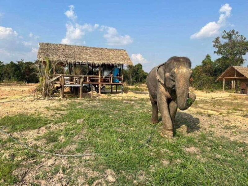 Cambodia Elephant Sanctuary Include Hotel Transfer Roundtrip - Detailed Itinerary: What to Expect