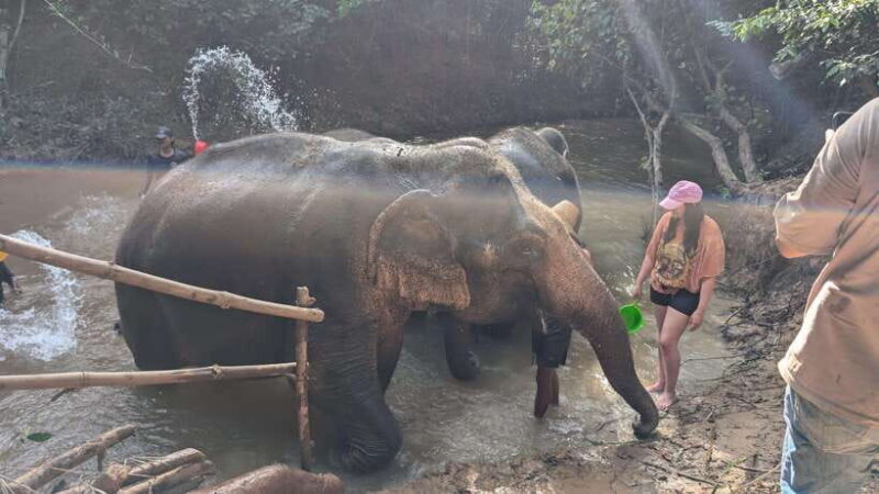 Cambodia Elephant Sanctuary Include Hotel Transfer Roundtrip - The Value of the Experience
