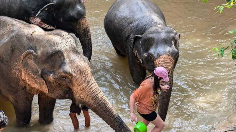 Cambodia Elephant Sanctuary Include Hotel Transfer Roundtrip - Who Would Enjoy This Tour?