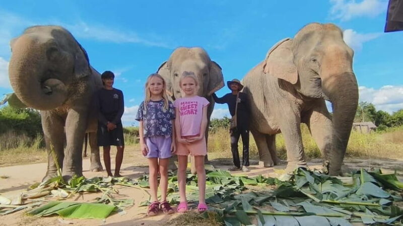 Cambodia Elephants Haft Day Experiences from Siem Reap - Key Points