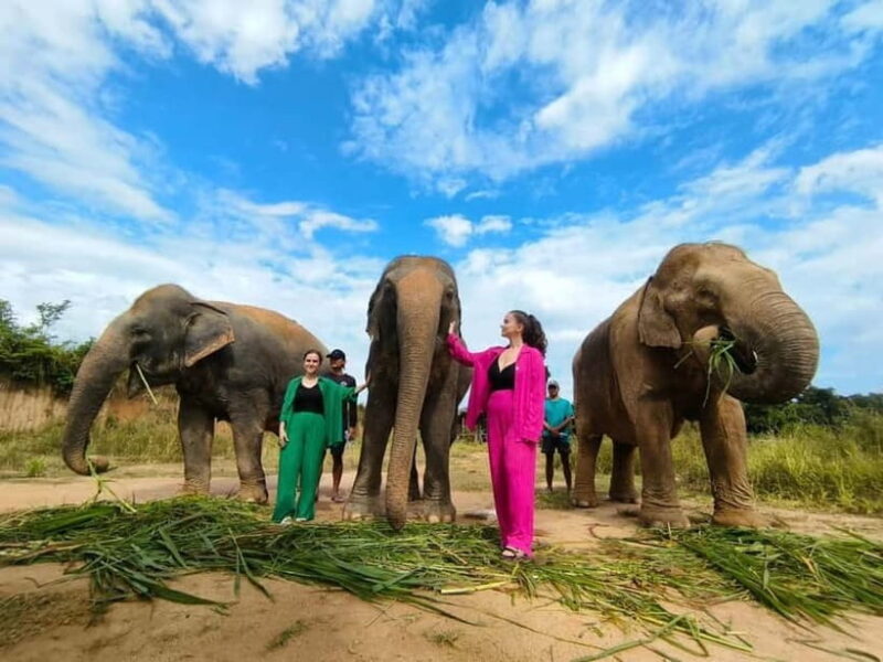 Cambodia Elephants Haft Day Experiences from Siem Reap - In-Depth Look at the Experience