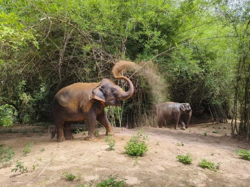 Cambodia Elephants Haft Day Experiences from Siem Reap - A Final Word on the Experience