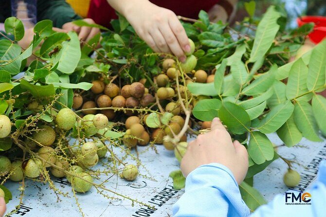 Cambodia-Viet Nam: 3 Days Mekong tour An Giang - Can Tho - HCM - Should You Book This Tour?