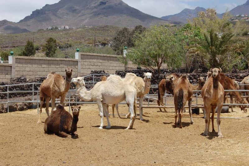 Camel Experience - What’s Included and What’s Not