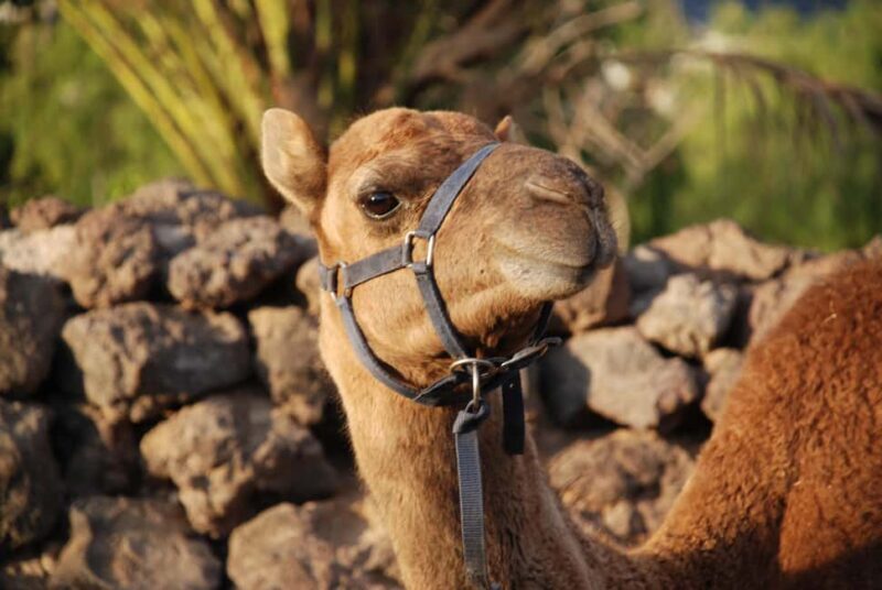 Camel Experience - The Landscape and Setting