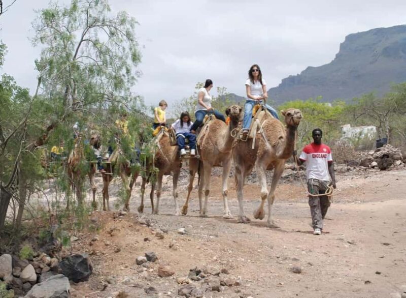 Camel Experience - Practical Tips for Visitors