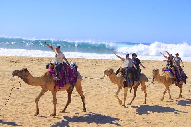 Camel Ride Adventure in Los Cabos Beach Safari & Tequila Tasting - What Makes the Beach Safari Special?