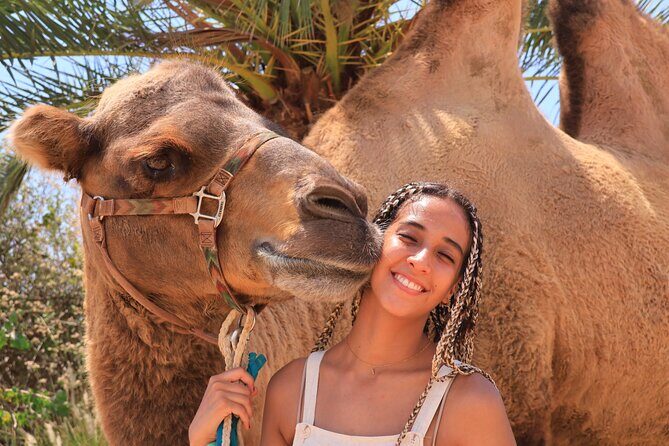 Camel Ride Adventure in Los Cabos Beach Safari & Tequila Tasting - Transport and Practical Details