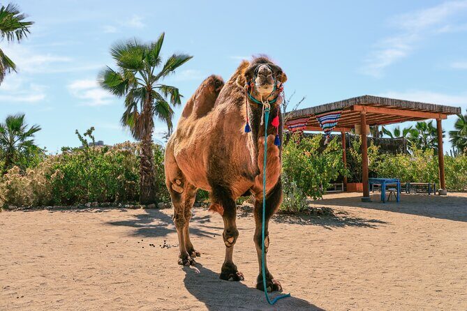 Camel Ride Adventure in Los Cabos Beach Safari & Tequila Tasting - Frequently Asked Questions