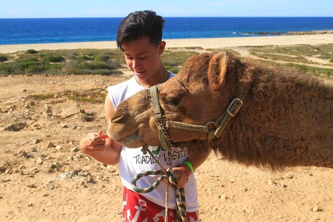 Camel Ride & Encounter at Los Cabos - An Honest Breakdown of What to Expect