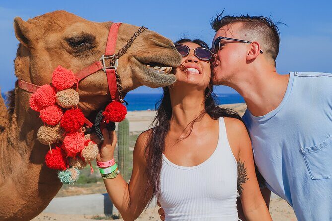 Camel Ride Experience in Los Cabos with Pick up and Lunch - The Real Travelers’ Perspective
